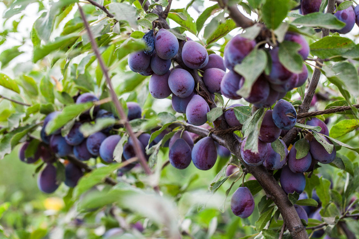California Prune Announce Exceptional Yield in 2016’s Crops – FAB News