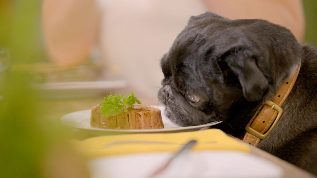 New Cesar Campaign Makes the Weekend Special for Dogs and their Owners ...