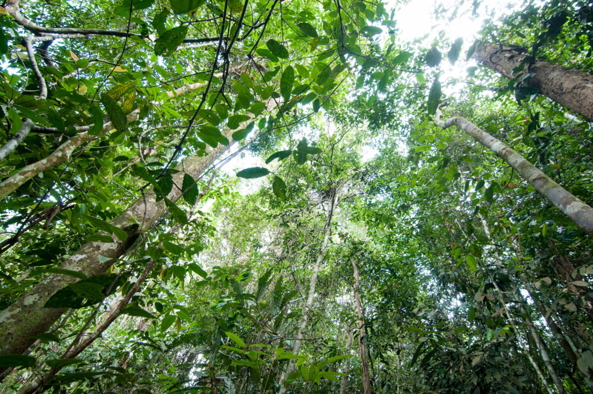 Making The Rainforest Whole – FAB News